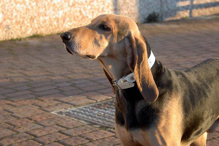 Segugio Italiano Dog Breed Information - American Kennel Club