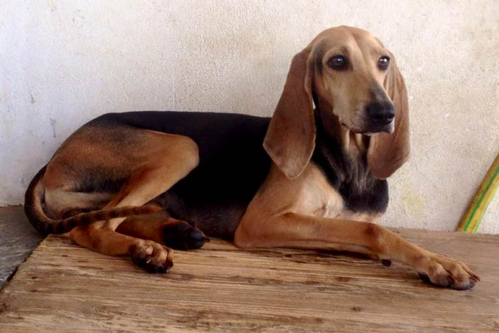 Segugio Italiano Dog Breed Information - American Kennel Club