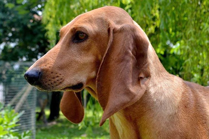 Segugio Italiano Dog Breed Information - American Kennel Club