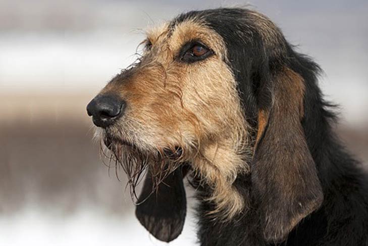 Segugio Italiano Dog Breed Information - American Kennel Club