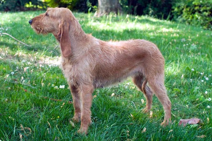 Segugio Italiano Dog Breed Information - American Kennel Club