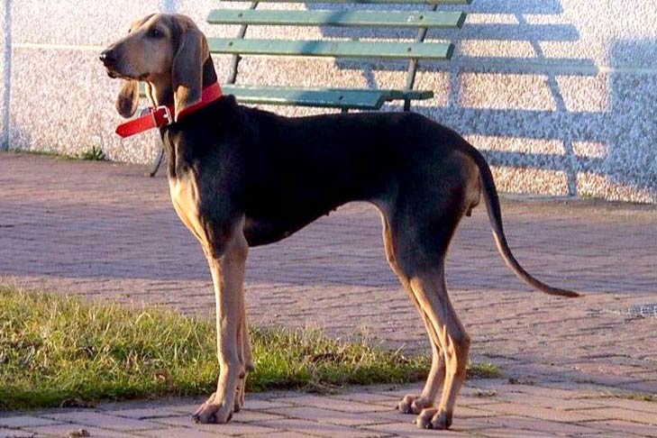 Segugio Italiano Dog Breed Information - American Kennel Club