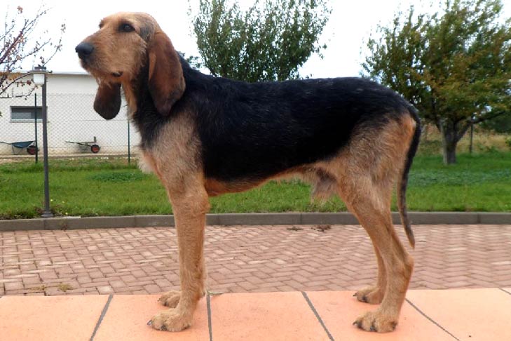 Segugio Italiano Dog Breed Information - American Kennel Club