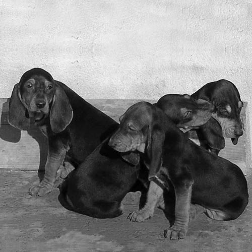 Segugio Italiano Dog Breed Information - American Kennel Club