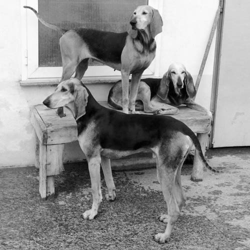 Segugio Italiano Dog Breed Information - American Kennel Club