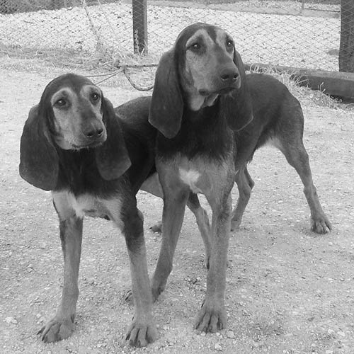 Segugio Italiano Dog Breed Information - American Kennel Club