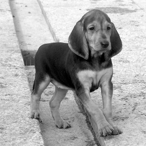 Segugio Italiano Dog Breed Information - American Kennel Club