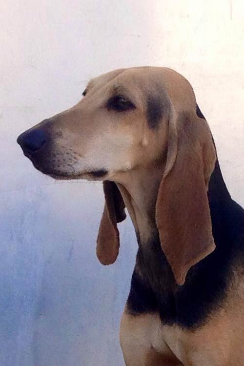 Segugio Italiano Dog Breed Information - American Kennel Club