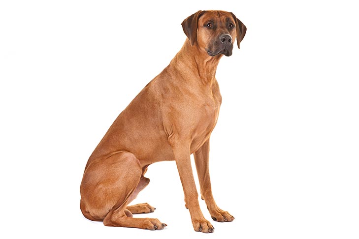 What Were Hound Group Dogs Bred to Do? — American Kennel Club