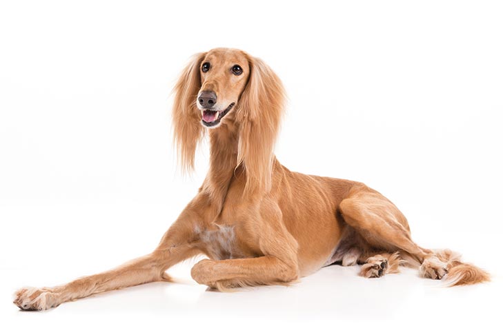 What Were Hound Group Dogs Bred to Do? — American Kennel Club