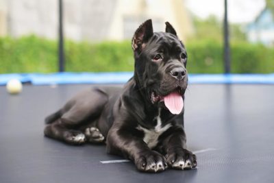 How to Train a Cane Corso Puppy: Milestones & Timeline