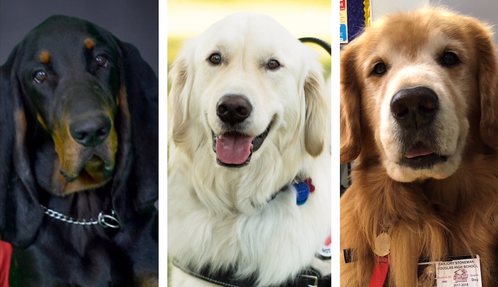 ACE Award Winners 2018: Meet the 5 Dogs Being Honored This Year
