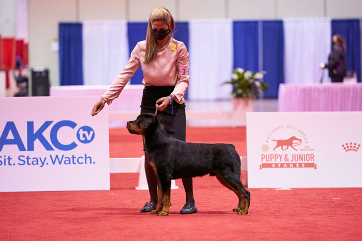 AKC/Royal Canin National All-Breed Puppy & Junior Stakes – American ...