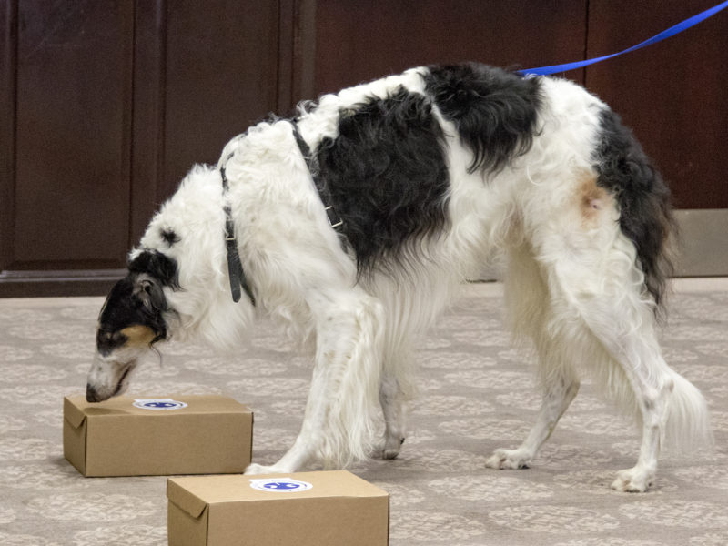 Borzoi Dog Breed Information
