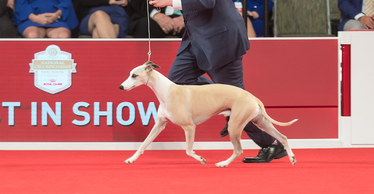 18 Winning Show Dogs: AKC National Championship Winners