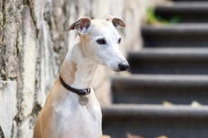 Facts About the Whippet That You May Not Know