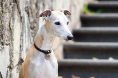 Facts About the Whippet That You May Not Know