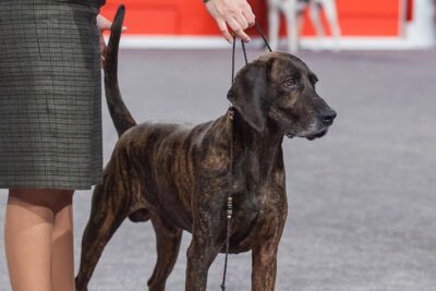 What Were Hound Group Dogs Bred to Do? — American Kennel Club