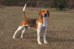 Get to Know the Scenthounds of the Hound Group