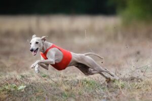 Lure Coursing 101: Get To Know the Action-Packed Dog Sport