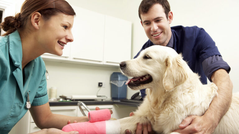 Medical Emergency Care Tips for Your Dog