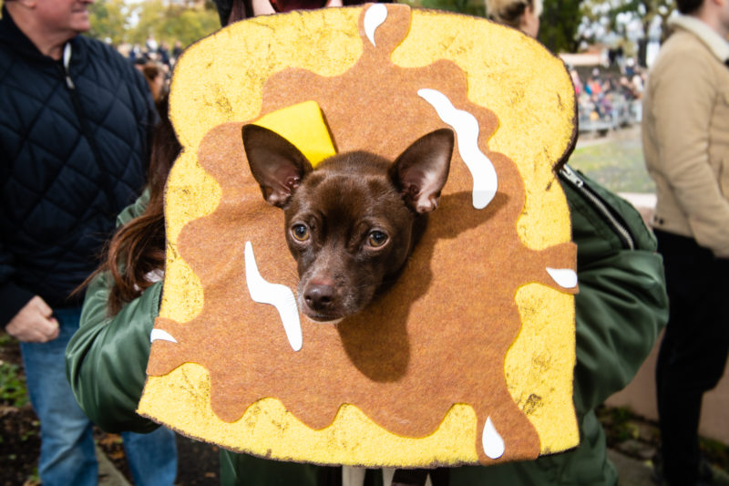 25 Best Dog Costumes from the Tompkins Square Halloween Dog Parade.
