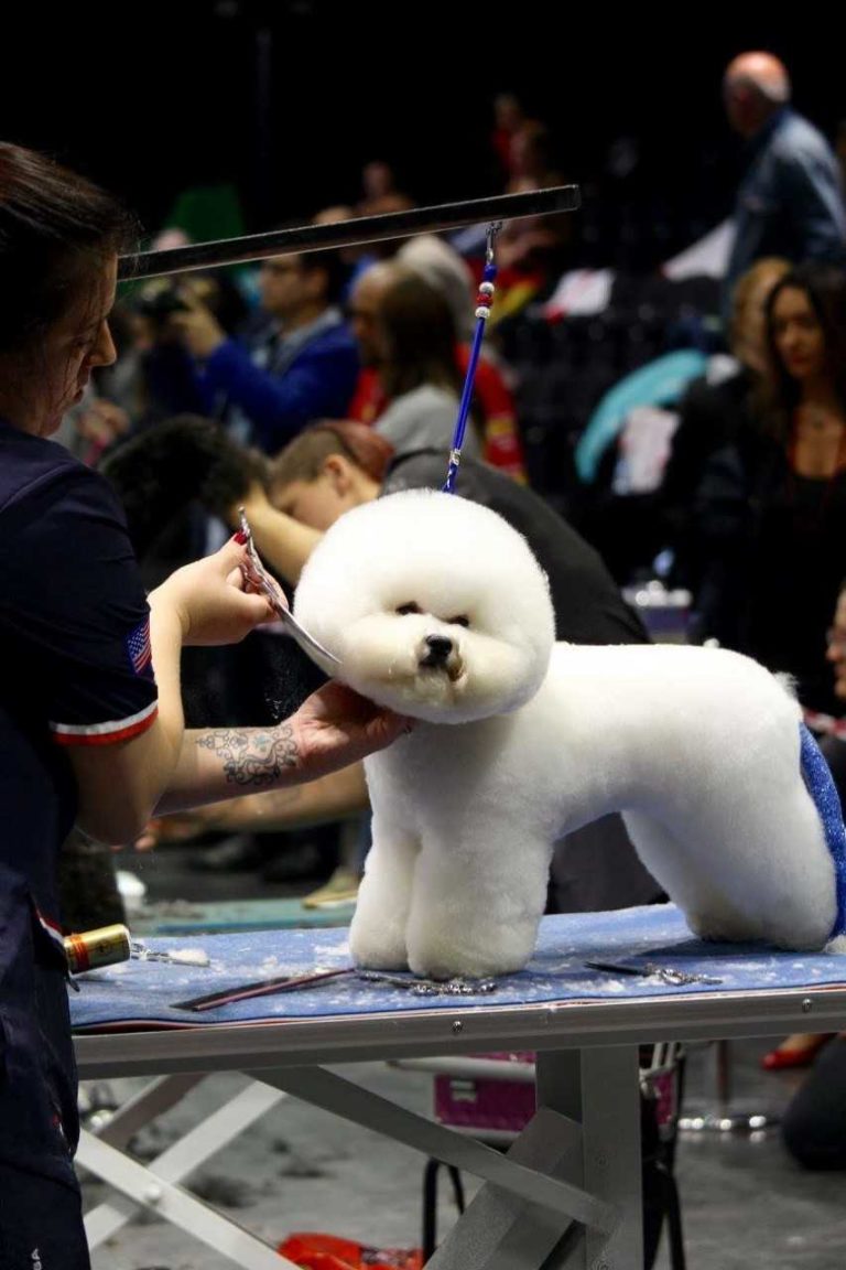 10 Best Dog Grooming Tips From Dog Show Experts and Professional Groomers