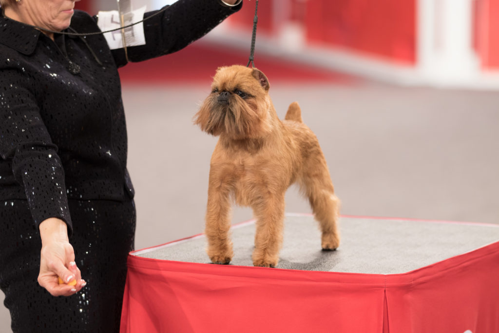 Dog Breeding & Mating: How to Breed & Mate Dogs