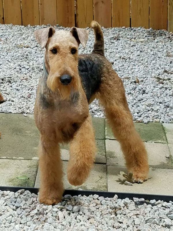 AKC Breeder Spotlight: Linda Jarvis of Lynaire Airedale Terriers