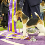 Westminster's Top Dog, King, Struts His Stuff For Women's Heart Health