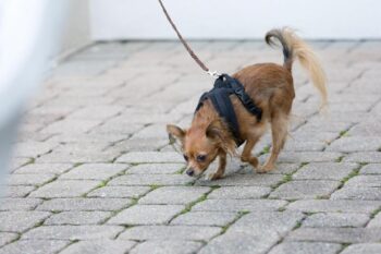 AKC Scent Work is an Excellent Addition to Other Nose Work Activities