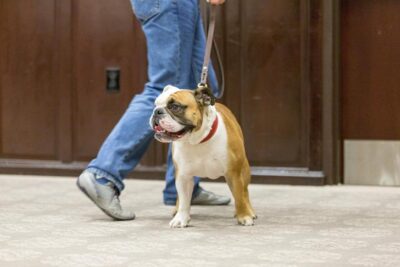 AKC Scent Work is an Excellent Addition to Other Nose Work Activities