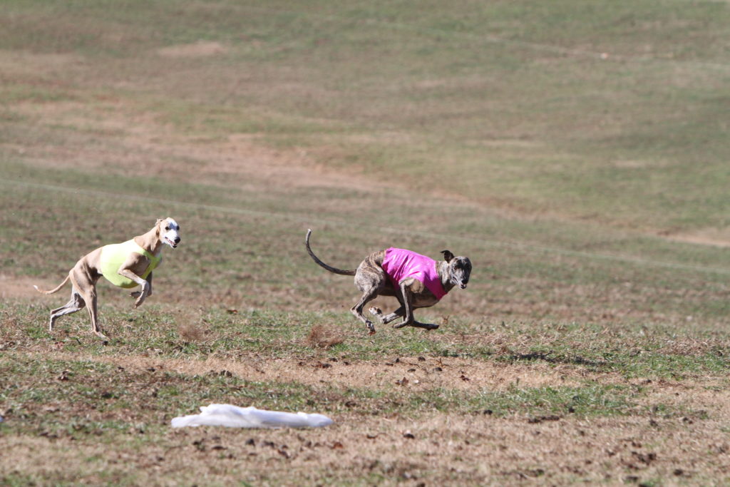 Lure Coursing 101: Get to Know the Action-Packed Dog Sport