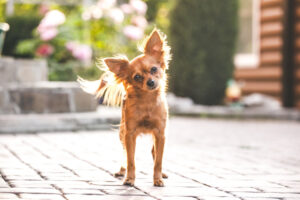 What Were Toy Group Dogs Bred to Do? – American Kennel Club