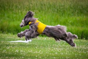 Lure Coursing 101: Get To Know the Action-Packed Dog Sport
