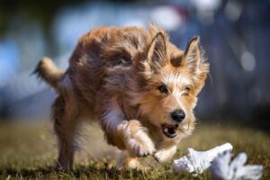 Lure Coursing 101: Get to Know the Action-Packed Dog Sport