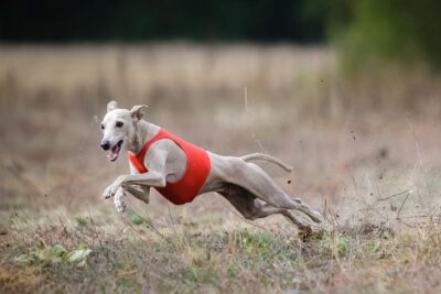 Lure Coursing 101: Get to Know the Action-Packed Dog Sport