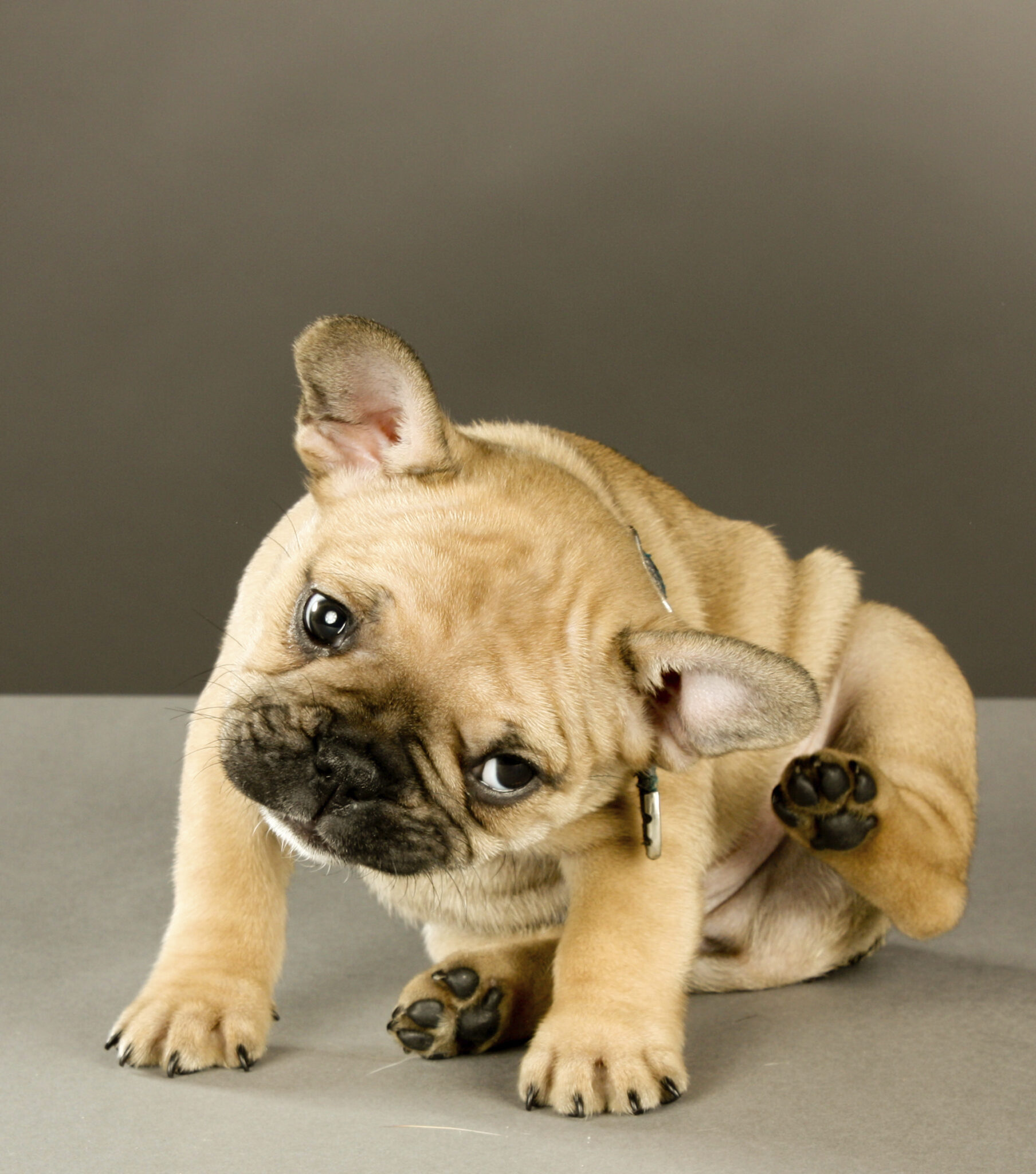 Mange in Dogs: What You Need to Know – American Kennel Club