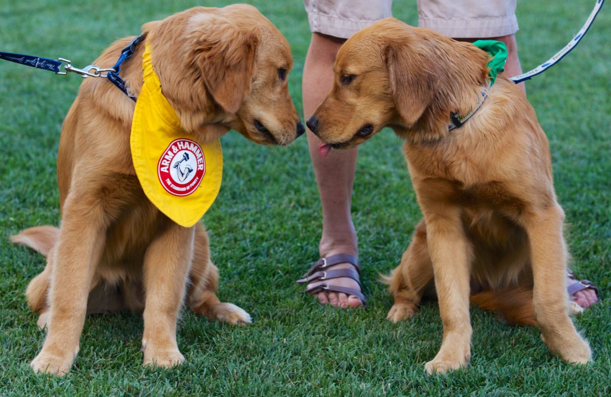 Meet the Baseball Dogs: The Team Bat Dogs and Entertainers of Baseball