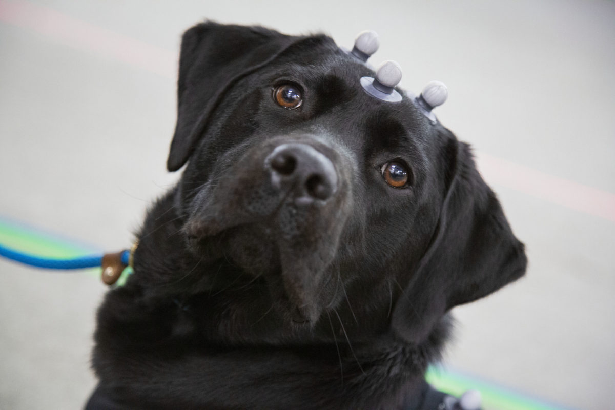 Watch: Dog in Motion Capture Suit Creates Museum of the Dog Exhibit