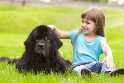 Facts About the Newfoundland That You May Not Know