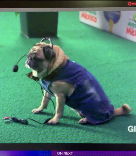 Dog Star of the Month: Miss Pickles the Pug – American Kennel Club