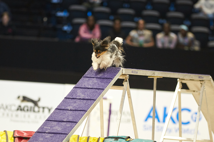 Dog Agility 101: How Do Dog Agility Competitions Work?