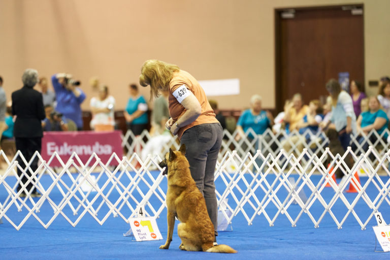 How to Train at Home for AKC Rally – American Kennel Club