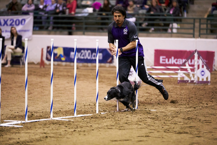 AKC Agility Premier Cup Features Three 2019 NAC Champions – American ...