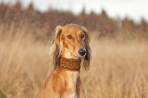 Facts About the Saluki That You May Not Know