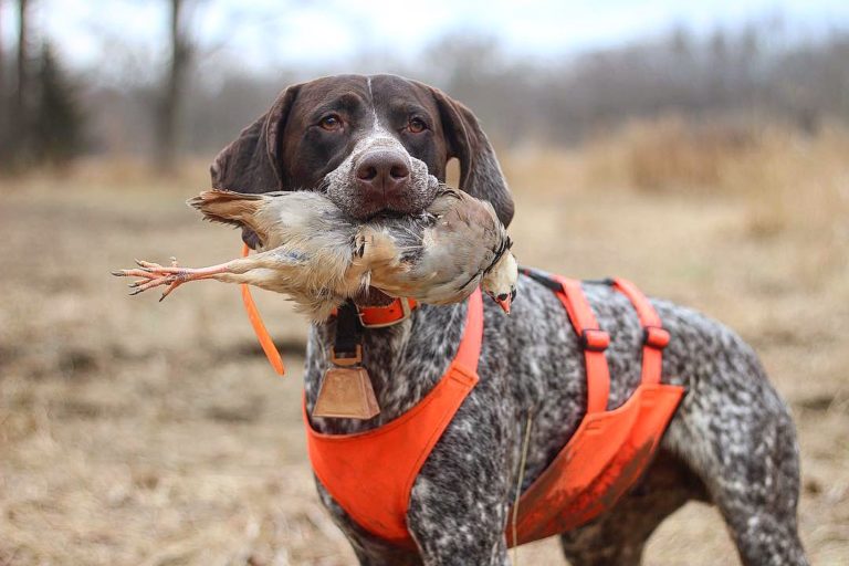 How to Train a German Shorthaired Pointer - Alaska Dog Works
