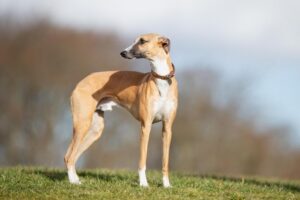 Facts About the Whippet That You May Not Know