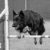 Bohemian Shepherd Dog Breed Information - American Kennel Club