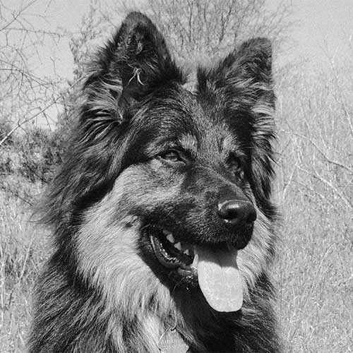 Bohemian Shepherd Dog Breed Information - American Kennel Club